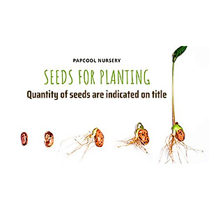 PAPCOOL 10 Table Gold ACọrn Squạsh S.e.e.ds Orange ACọrn Squạsh S.e.e.ds