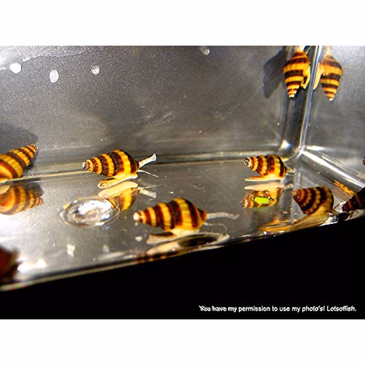 (10) Pack of Assassin Snails Live for Aquarium Pond or Fish Tank