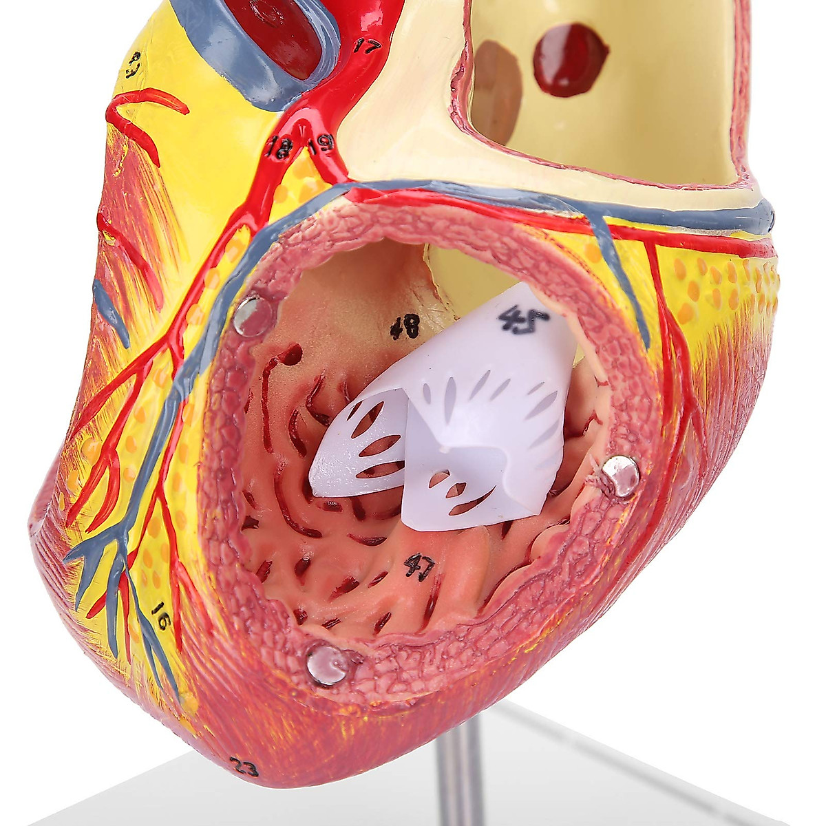 Brrnoo Human Heart Model 48 Anatomical Internal Structures, 2-Part Life Size Anatomically Accurate Numbered Heart Medical Model, 3 x Removable Parts for Teaching use