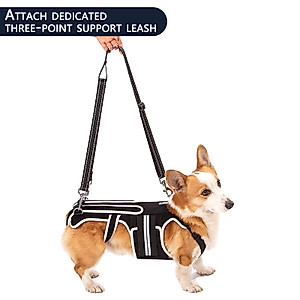 LufeLux Back Brace for Dogs with IVDD, Arthritis, Back Pain, Surgical Recovery and Rehabilitation, Dachshund Back Pain Relief, IVDD Harness(Large)