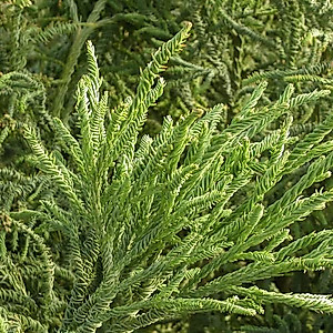 CHUXAY GARDEN 50 Seeds Cryptomeria,Cryptomeria Japonica,Sugi,Japanese Cedar,Japanese Redwood Evergreen Tree Great for Bonsai Easy to Grow & Maintain