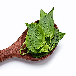 Ocimum Gratissimum Ocimo West African Wild Clove Basil Alfavaca, 20 Premium Heirloom Seeds, Edible, Perennial, Easy to Grow -QAUZUY GARDEN