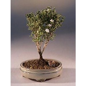 Bonsai Boy Mount Fuji Serissa - Small serissa foetida