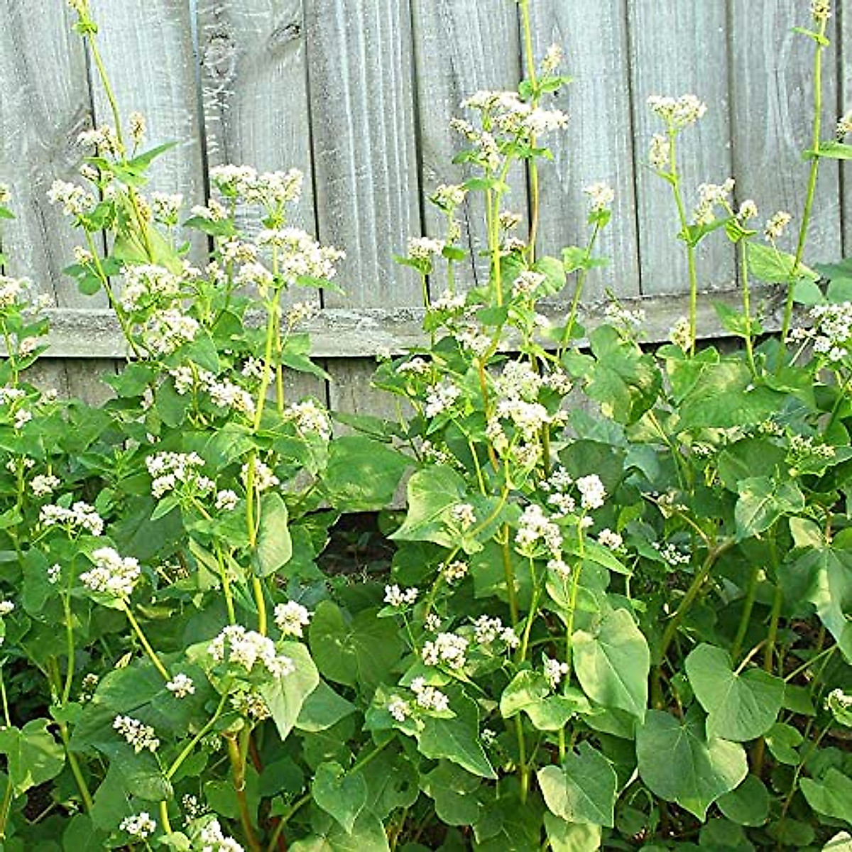 Outsidepride Buckwheat Cover Crop, Grain, Bee Pasture, Pollinator, Wildlife Seed - 10 LB