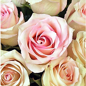 10 Green and Pink Rose Seeds for Planting, Rare Rose Flower Perennial Bush Seeds Ornament Perennial Garden