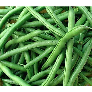 Provider Bush Green Bean Seeds for Planting, 30+ Heirloom Seeds Per Packet, (Isla's Garden Seeds), Non GMO Seeds, Botanical Name: Phaseolus vulgaris, Great Home Garden Gift
