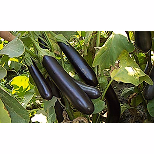 RAISE ME UP: Seeds Black Eggplant Long Pop Non GMO Heirloom