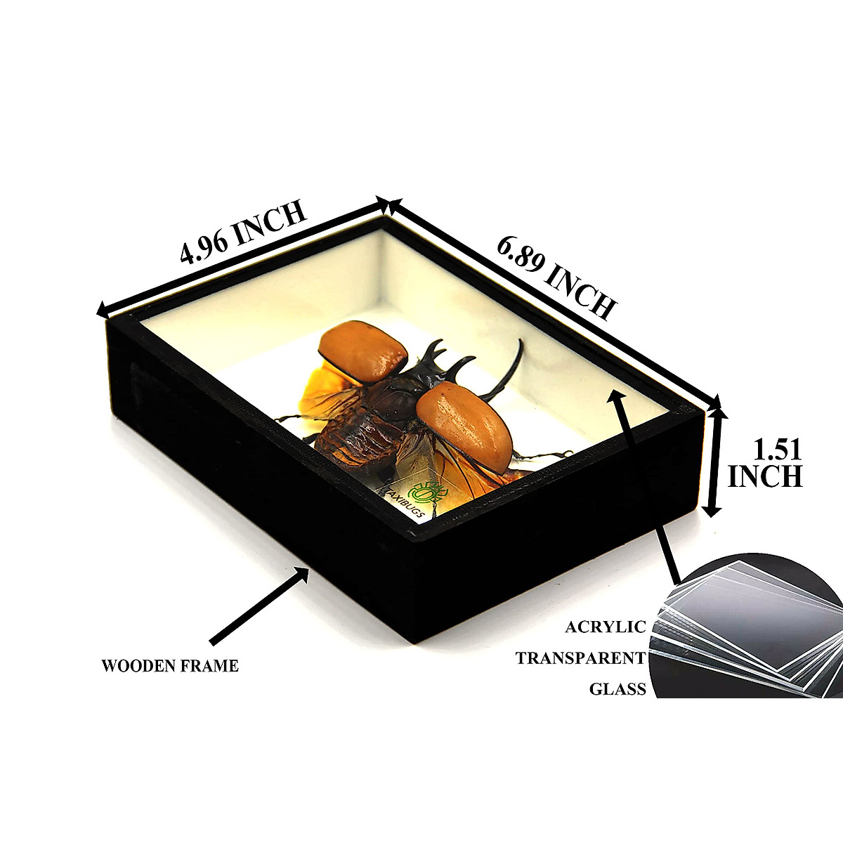 TAXIBUGS Real 5 Horned Beetle/Eupatorus Gracilicornis Flying Form Taxidermy in Transparent Box Display (Black Wooden Box)