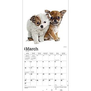 The Beauty of Chihuahua Puppies | 2024 12 x 24 Inch Monthly Square Wall Calendar | Sticker Sheet | StarGifts | Animals Small Dog Breeds