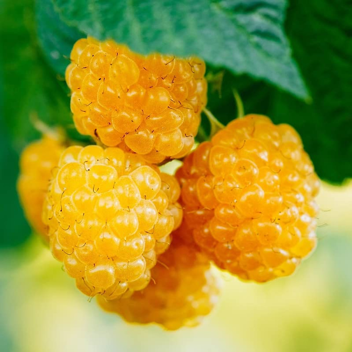 2 Yellow Raspberry Plants, Fall Gold Raspberries Bushes, from 4 Inc Ornaments Perennial Garden Simple to Grow Pot