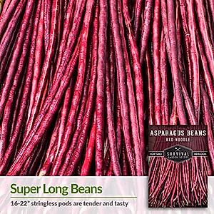 Survival Garden Seeds - Red Noodle Asparagus Bean Seed for Planting - Packet with Instructions to Plant and Extremely Long Stringless Beans in Your Home Vegetable Garden - Non-GMO Heirloom Variety