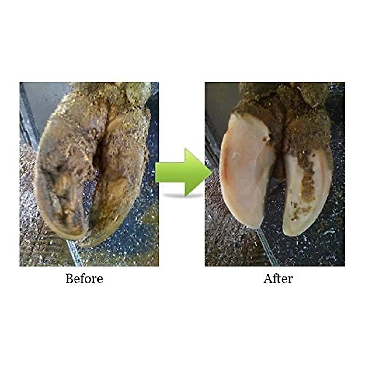 Aslion Hoof Trimming Disc for Horses Goats, Professional Electric Hoof Repair Tool High Working Efficiency and Durable - 6 Tooth Design