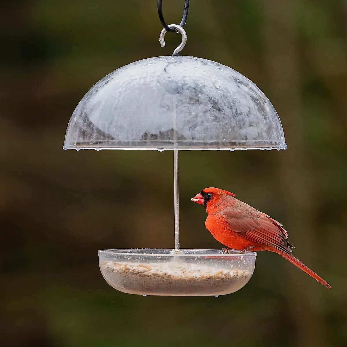 Bluebird Feeder - Jacobi Jayne® Pearl Feeder Dome Bird Feeder for Small Birds - Bluebird Feeder for Mealworms - Platform Bird Feeder Dome Cover - Covered Mealworm Feeder attracts Blue Birds