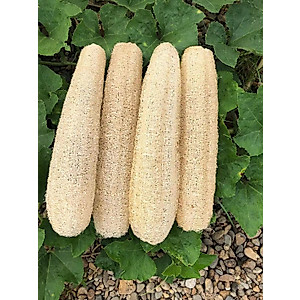 YEMTAL Natural Loofah Sponges Organic Luffa Bath Shower Sponge Exfoliating Body Back Scrubber for Men Women Adults SPA Beauty Bathing Daily Care - 4 PCS