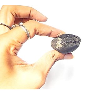 phoenix888 Daamodarah Sudarshan Shaligram 1.5cm - 2.5cm