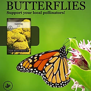 Sow Right Seeds - Achillea Yarrow Gold Flower Seeds for Planting - Beautiful Flowers to Plant in Your Home Garden - Non-GMO Heirloom Seeds - A Favorite Perennial to Attract Pollinators - Great Gift