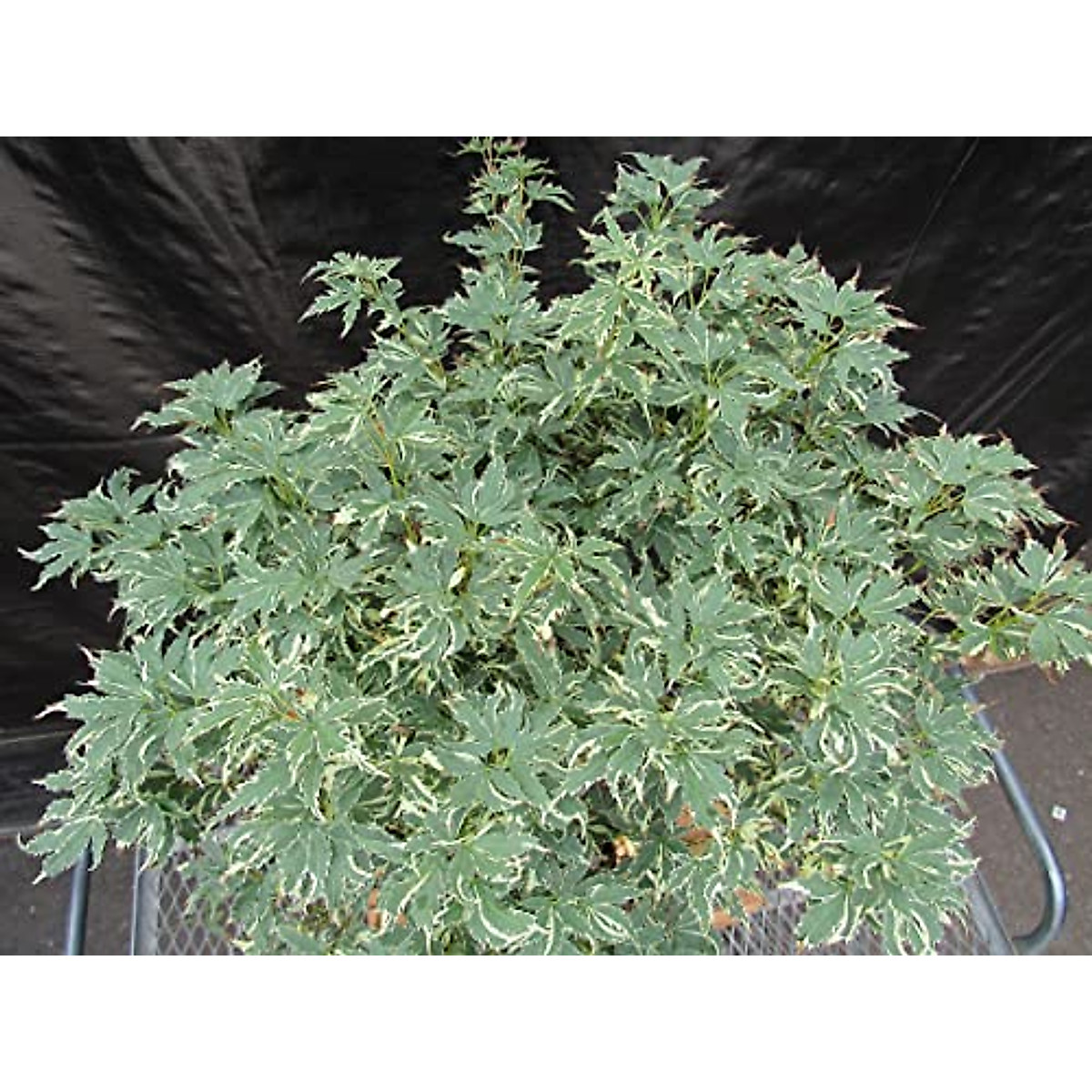 39 Year Old Japanese Butterfly Maple Specimen Bonsai Tree