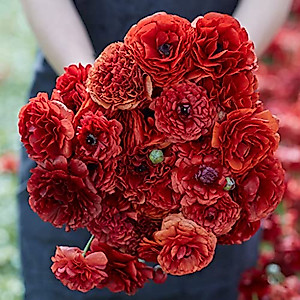 Ranunculus Bulbs - Chocolate - 100 Bulbs - Red Flower Bulbs, Corm Attracts Bees, Attracts Pollinators, Easy to Grow & Maintain, Fragrant, Container Garden