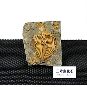 Sunnyhill Real Trilobite Fossil Come from Western Hunan of China 450 Million Years ago