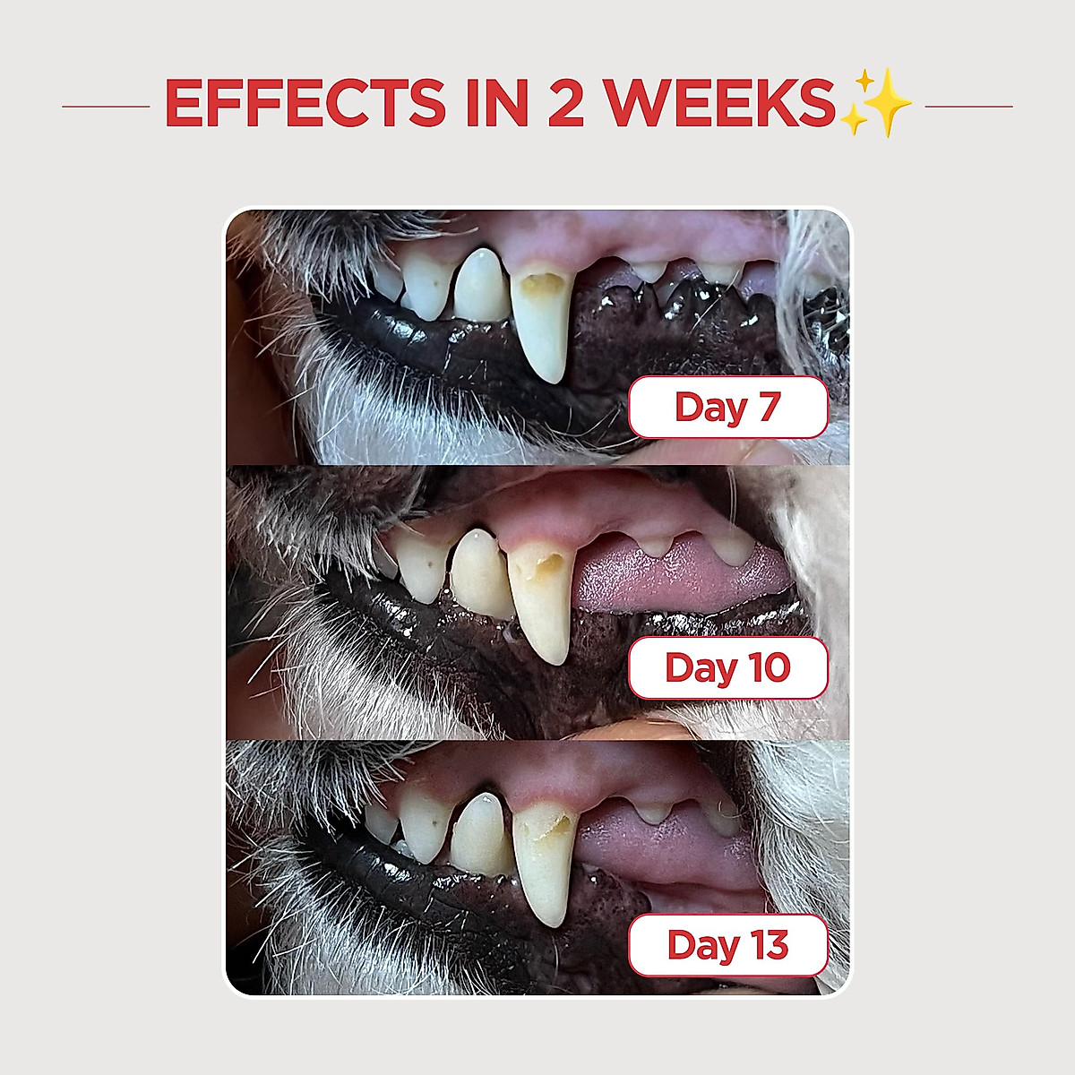 JAYU PET Dental Care Brush (Firm Bristles) 1ea - Resilient Toothbrush for Dog Tartar & Plaque Removal, Horizontal Head and S-Curved Body