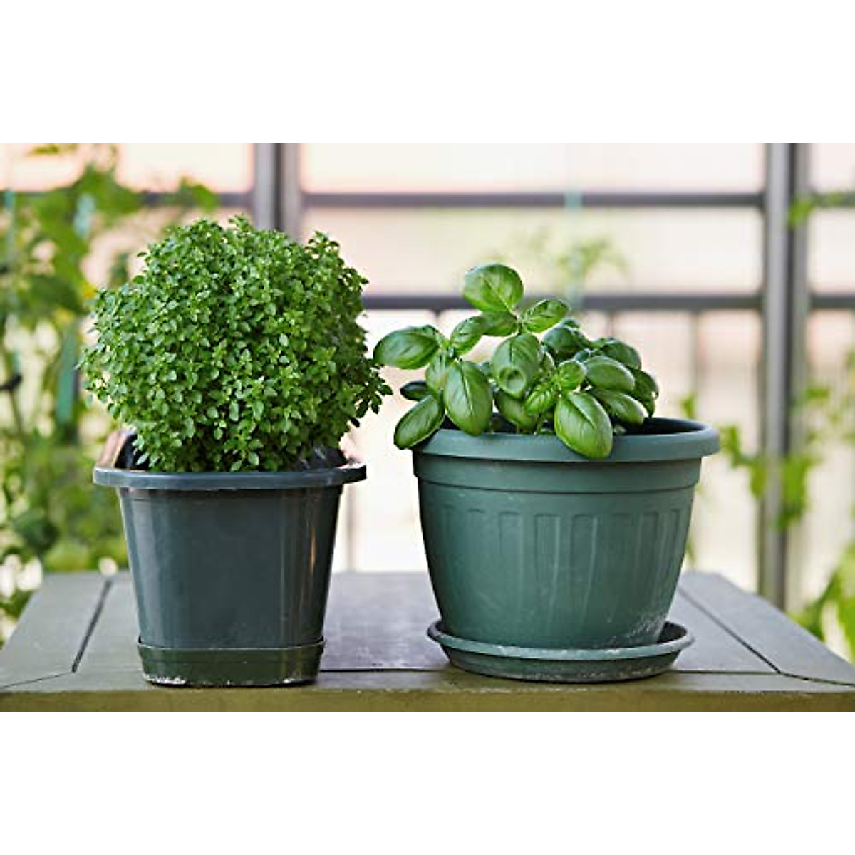 Sow Right Seeds - Greek Basil Seed for Planting - Non-GMO Heirloom Seeds - Instructions to Plant and Grow a Kitchen Herb Garden, Indoors or Outdoor; Great Gardening Gift (1)