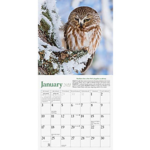 Audubon Little Owls Mini Wall Calendar 2021