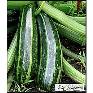 "Cocozelle Zucchini" Summer Squash Seeds for Planting, 50+ Heirloom Seeds Per Packet, (Isla's Garden Seeds), Non GMO Seeds, Botanical Name: Cucurbita Pepo, Good Home Garden Gift