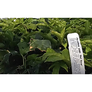 Cold Hardy 'Red Rover' Edible Passiflora Edulis - Edible Purple Passion Flower Fruit Vine - Live Plant