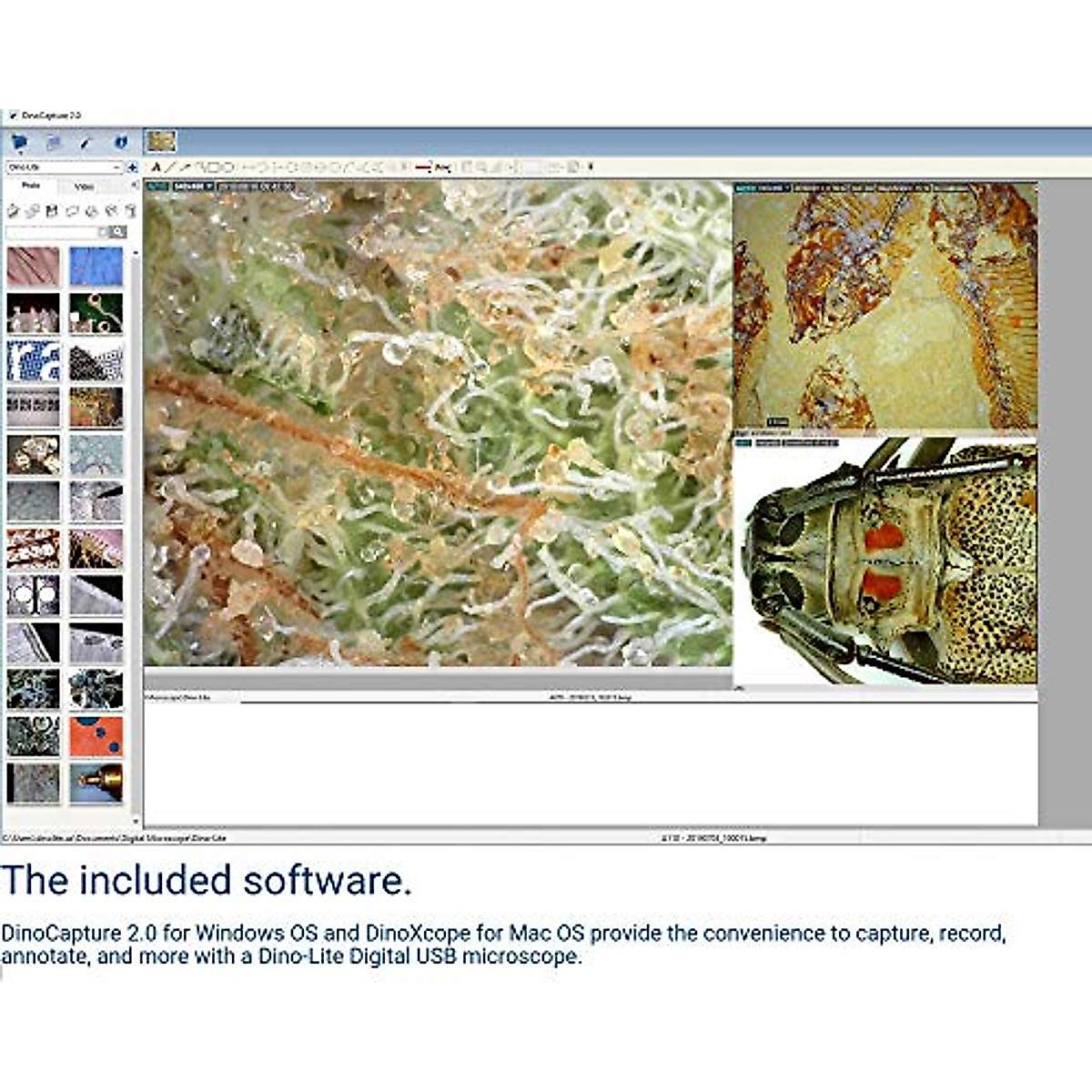 Dino-Lite USB Digital Microscope AM3111-0.3MP, 10x - 50x, 230x Optical Magnification, 8 LEDs