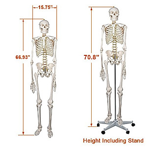ZENY Life Size 70.8" Human Anatomical Anatomy Skeleton Model with Stand, Scientific Anatomy Human Body Model for Study