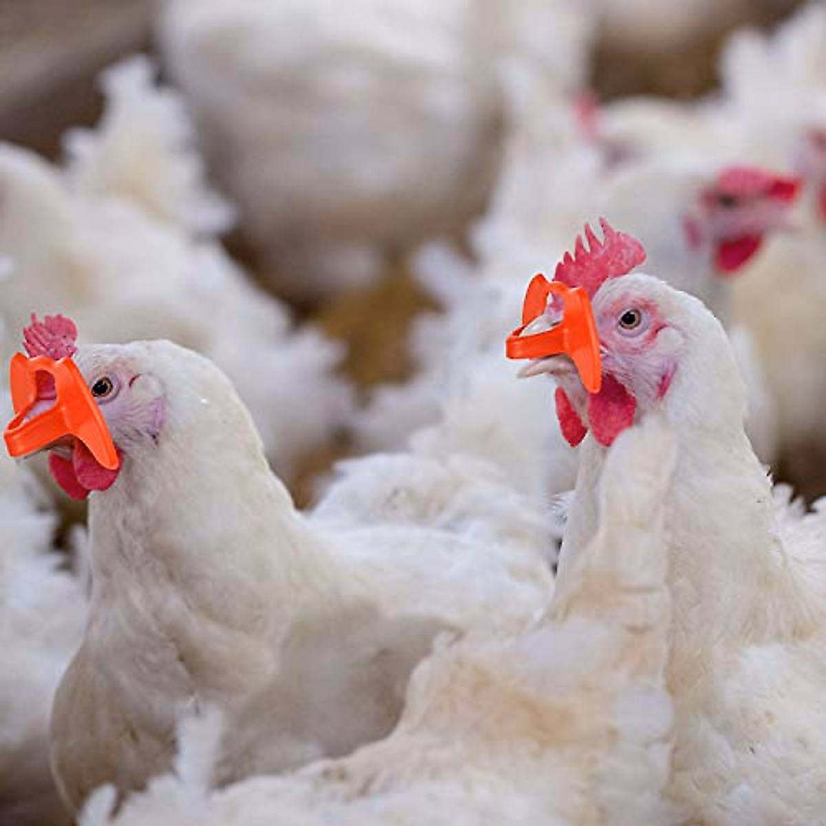 Boao 61 Pieces Pinless Peepers for Chicken Peepers Pheasant Poultry Blinders Spectacles Anti Pecking Eyeglasses Tool for Pet Middle