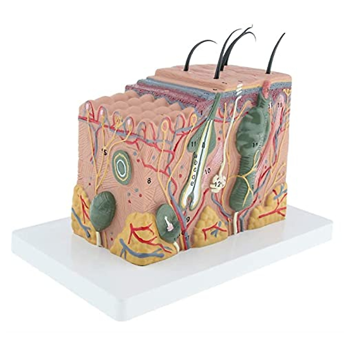 ESBANT Magnification Anatomical Human Skin Model Dermatology Anatomy Teaching Home