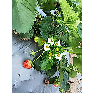 MOCCUROD Wild Strawberry 250 Seeds Perennial Containers Heirloom Non-GMO Fruit