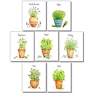 Kitchen Wall Art - Herbs Prints in Pots (Set of 7) - Farmhouse Decor - Unframed Botanical Prints (5x7)