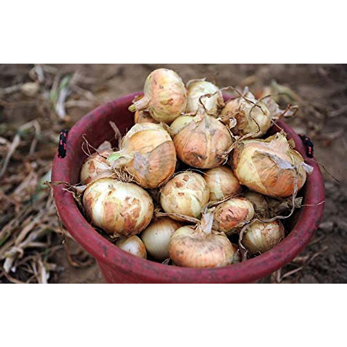 Vidalia Sweet Onion Seeds Organic Non-GMO 110/170 Days Spring/Fall Garden rsc2a1r (200+ Seeds)