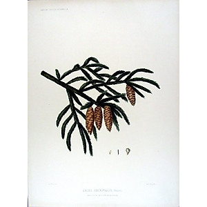 Abies orientalis. (Caucasian Spruce)