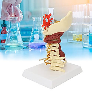 Cervical Spine Medical Model, Removable Spinal Nerves Anatomical Model Human Cervical Spine Demonstration Model Spine Anatomy Education Model for Science Classroom Study Display Teaching