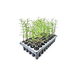 Pond Cypress | 10 Live Trees | Taxodium Ascendens | Wet Tolerant Fast Growing Shade Tree