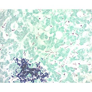 Twort's Gram Stain Pack, 500ml