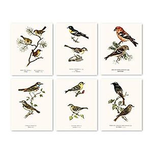 Vintage Song Bird Prints by Ink Inc. | Nature Wall Art | Boho Farmhouse Decor | Set of 6 8x10 Unframed
