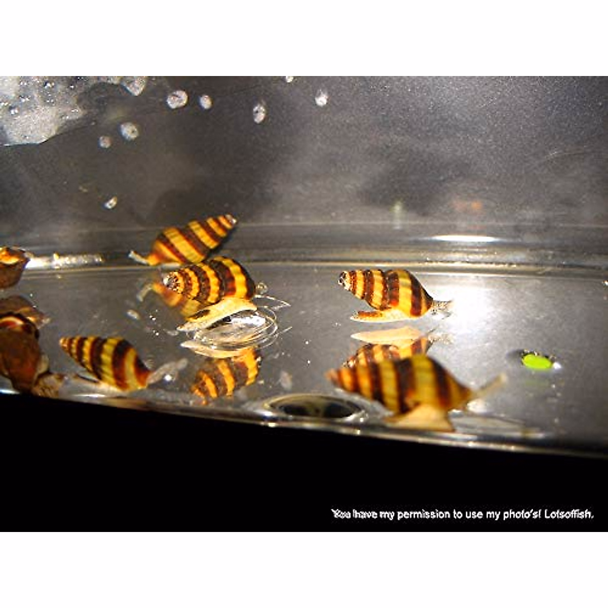 (10) Pack of Assassin Snails Live for Aquarium Pond or Fish Tank