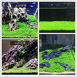 3 Pack Live Aquarium Plant Seeeds, Fresh Water Fish Tank Carpet Grass Plants Mini Leaf & Long Hair Grass for Terrarium Aquatic 21c