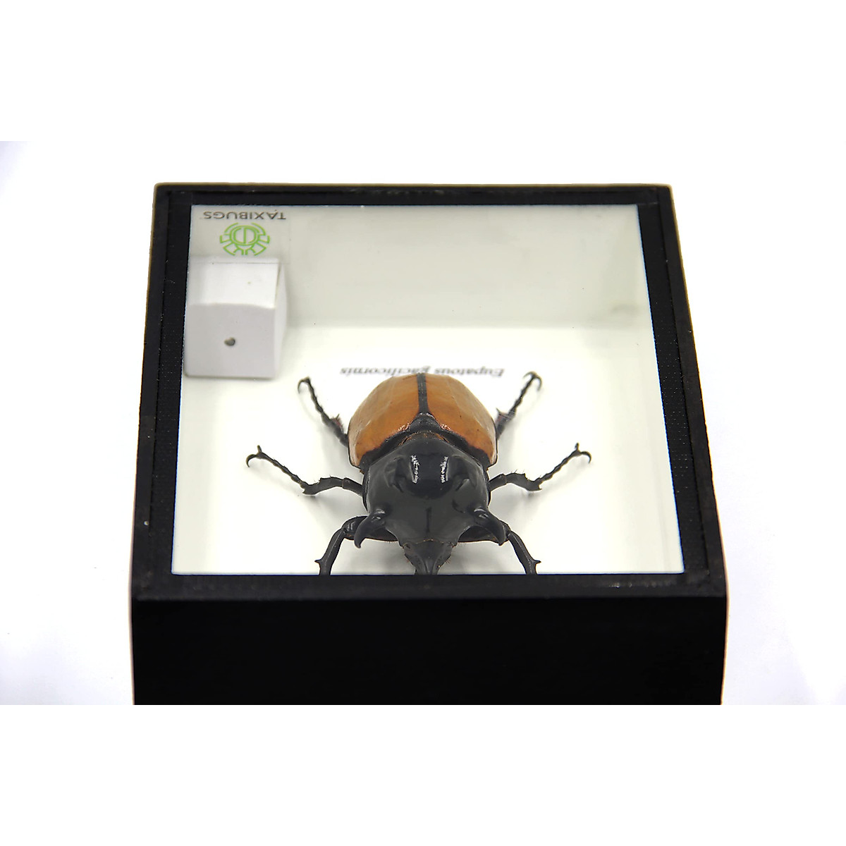 Rare Giant 5 Horn Rhino/Rhinoceros Beetle, Eupatorus gracilicornis, Taxidermy Insect Box Entomology Gift (Black Wooden Box)