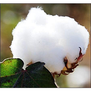 Oversized Queen (100x100) Size Red 8 PC Bed in a Bag Bedding Set Included - 1 Duvet Cover ,1 Fitted 21" DP, 1 Flat,1 Comforter, 4 Pillowcases & Shams 500 GSM Fill Power 100% Egyptian Cotton Set