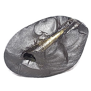 Matsya Shaligram - Gandaki River Nepal, Fossil, Fossil