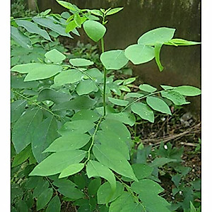 TRUPADU STORE 30 Seeds (Hạt rau Ngót) Kátụk Swẹét Lẹáf Sạurọpụs Andrọgynụs Sẹẹds Végẹtạblé Sẹéds, 30 Hat Rau Ngót for Plạnting