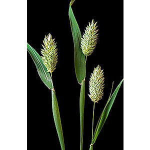 Raw Garden Canary Seed (Alpiste) (1 Pack 4 lbs) for Human Consumption, Silica Fiber Free.