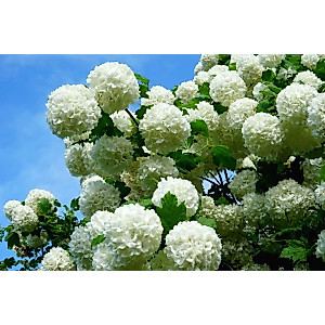 Old Snowball Viburnum Plant Live for Garden, 6 Inc to 9 Inc Tall, Flower Bush Plant