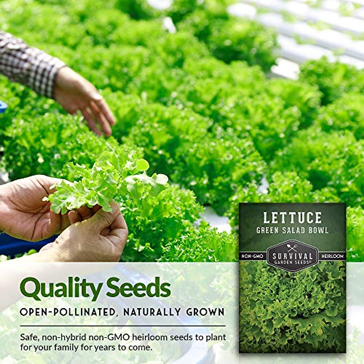 Survival Garden Seeds - Green Salad Bowl Lettuce Seed for Planting - Packet with Instructions to Plant and Grow in Your Home Vegetable Garden - Non-GMO Heirloom Variety