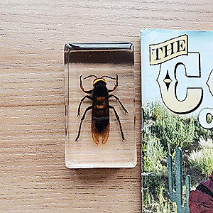 Real Asian Ground Hornet Insect Specimens In Resin Paperweight Crafts, Animal Taxidermy Collection for Science Education & Desk Ornament (Asian Ground Hornet)
